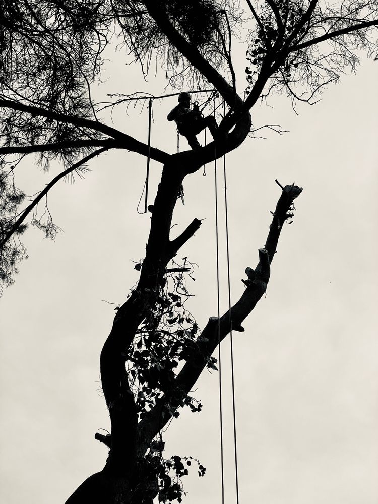 ROYAL OAK TREE SERVICE - Updated January 2026 - 23 Photos & 17 Reviews ...