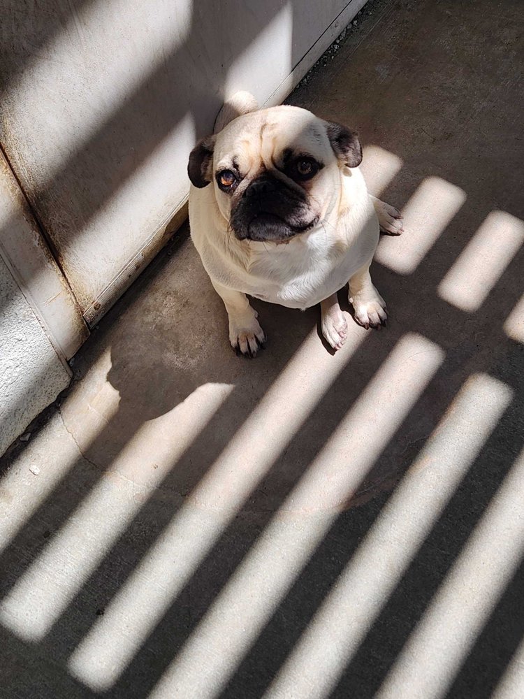 FOUR PAWS INN - Updated May 2024 - 896 Photos & 155 Reviews - 3500 W ...