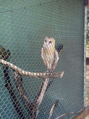 CALIFORNIA RAPTOR CENTER - Updated January 2026 - 58 Photos & 23 ...