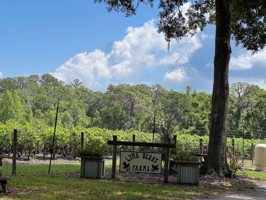 LYNA BERRY FARM - Updated August 2025 - 47 Photos - 11920 Neal Rd ...