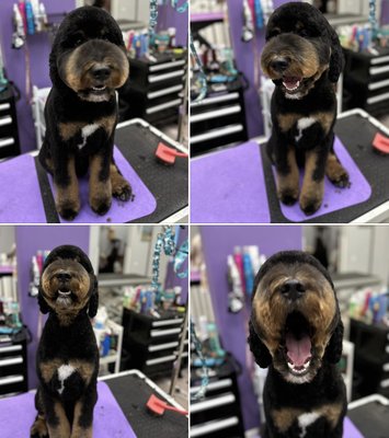 PAWSITIVE VIBES PET GROOMING - Updated August 2024 - 19 Photos - 1256 ...