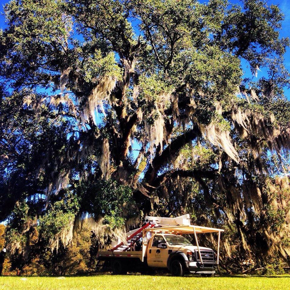 BAYOU TREE SERVICE - Updated September 2025 - 18 Photos - 2982 Varsity ...