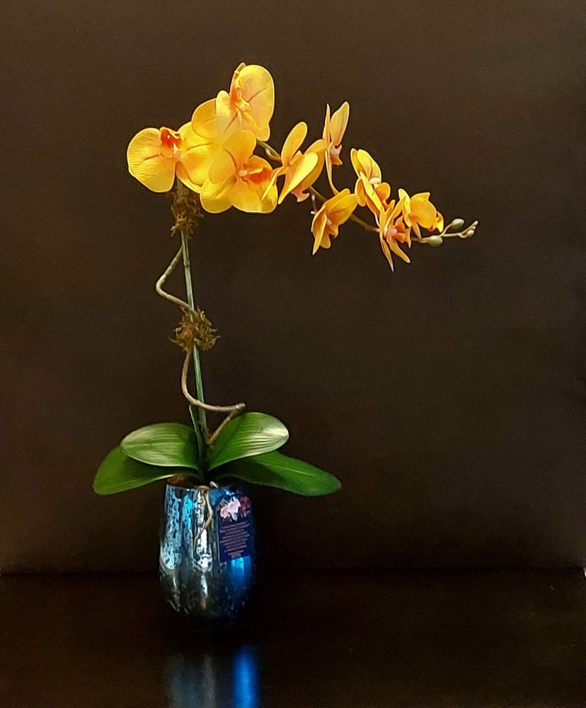 CANVAS FLEURS - Updated December 2024 - Montréal, Quebec - Arts ...