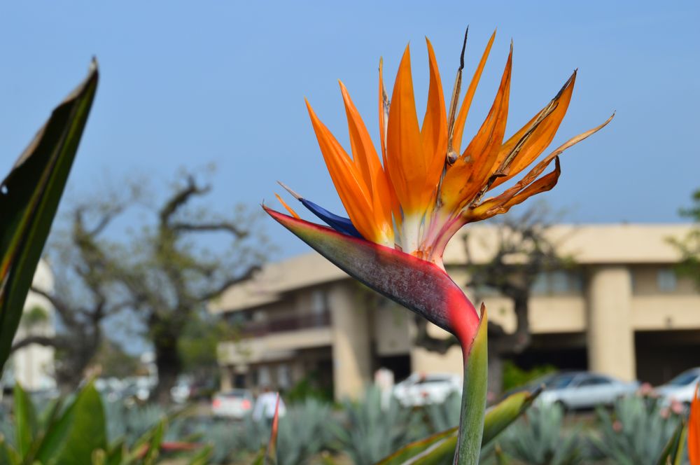 SIGNORELLI DOMENIC, DPM - Updated December 2025 - 1125 E 17th St, Santa ...