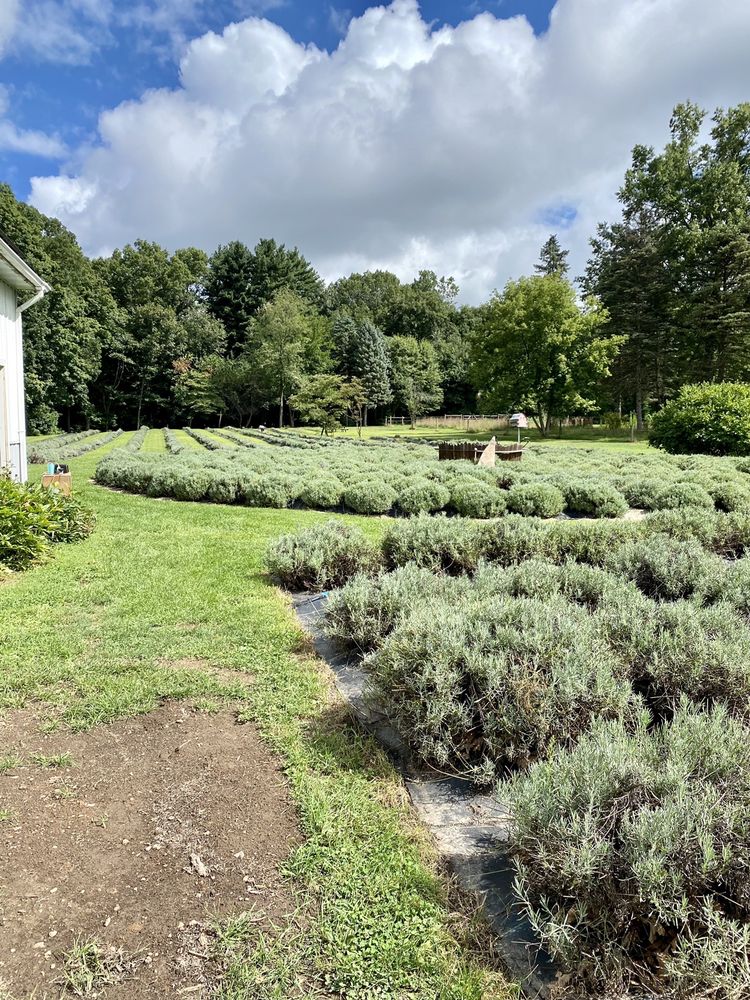 LAKESIDE LAVENDER AND HERBS - Updated July 2025 - 273 W Johnson Rd, La ...