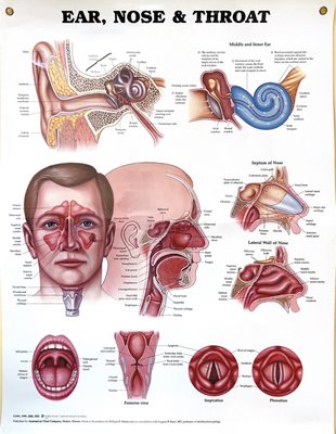 ENTAA CARE - Updated November 2025 - 10 Photos - 14201 Laurel Park Dr ...