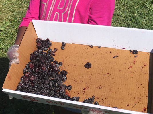 STOKES BERRY FARM - Updated April 2025 - 15 Photos - 2822 Center Rd ...