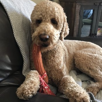 PET GALAXY - Updated January 2026 - 29 Photos & 24 Real Reviews - 13060 ...