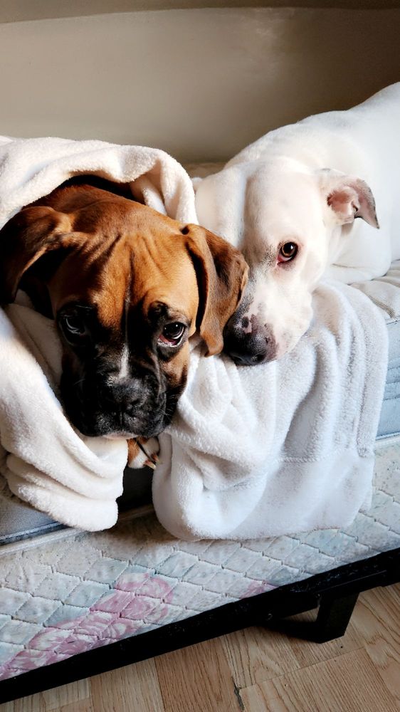 THE PUPPY PALACE - Updated January 2026 - 45 Photos & 10 Real Reviews ...