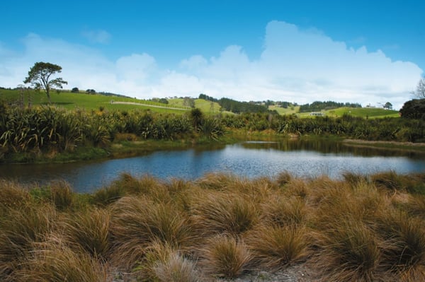 KAURI PARK NURSERIES - Updated March 2025 - State Highway One, Kaiwaka, Northland, New Zealand ...