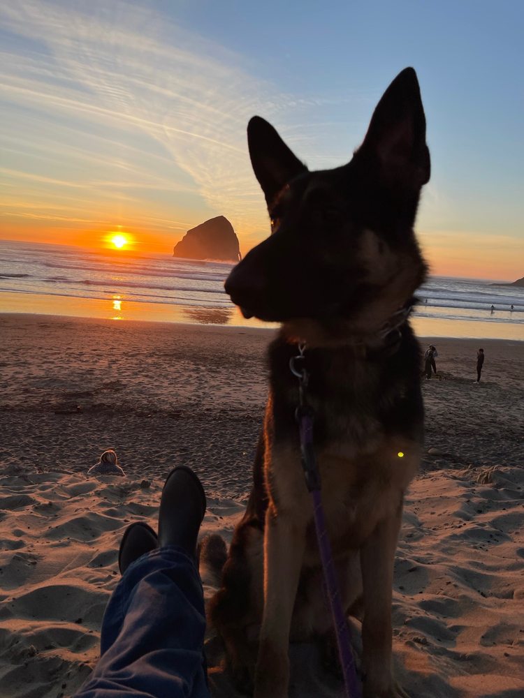 WASHINGTON GERMAN SHEPHERD RESCUE - Updated January 2026 - 15 Photos ...