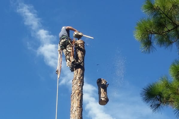 OUT ON A LIMB TREE SERVICE - Updated December 2025 - 14 Reviews ...