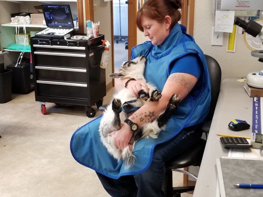 FOOTHILLS VETERINARY HOSPITAL - Updated August 2025 - 26 Photos & 22 ...