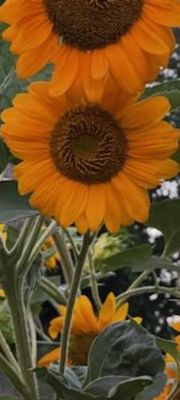 MEADOWS FARMS GOLF COURSE - Updated August 2025 - 23 Photos & 28 ...