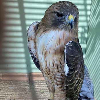 CALIFORNIA RAPTOR CENTER - Updated January 2026 - 58 Photos & 23 ...
