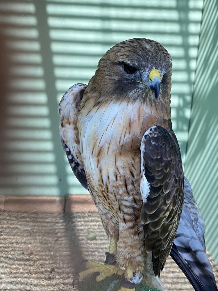 CALIFORNIA RAPTOR CENTER - Updated January 2026 - 58 Photos & 23 ...