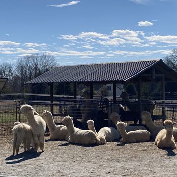 GOOD KARMA RANCH ALPACAS - Updated October 2025 - 63 Photos & 13 ...