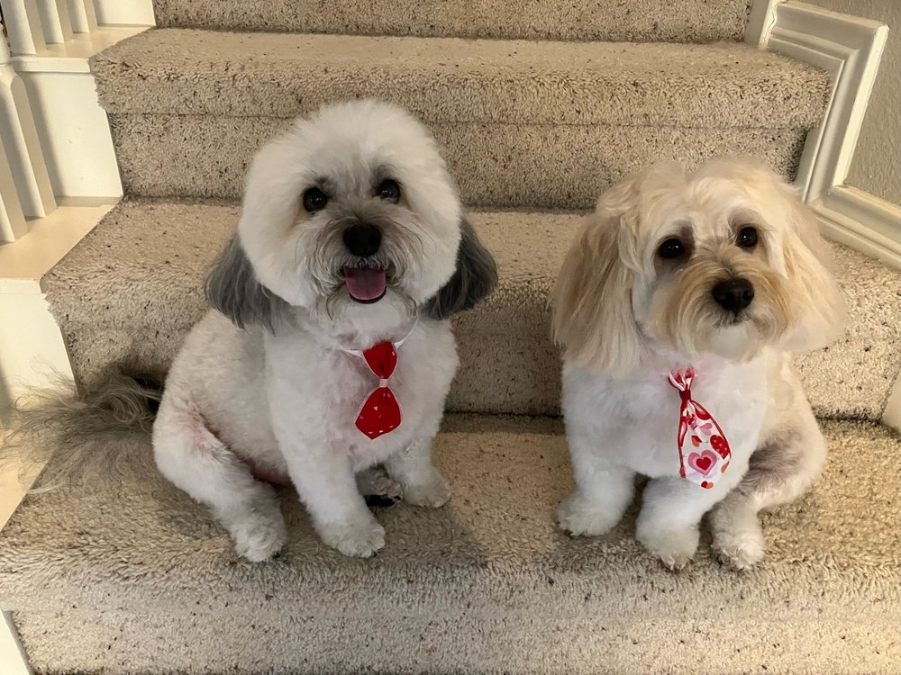 PRIMPED POOCHES MOBILE DOG SPA - Updated July 2025 - 53 Photos & 13 ...