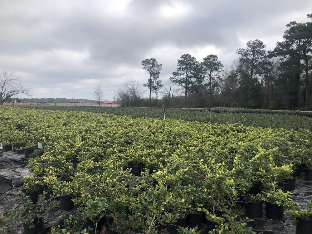 Broadwell’s Nursery - 22 Photos & 12 Reviews - Nurseries & Gardening ...