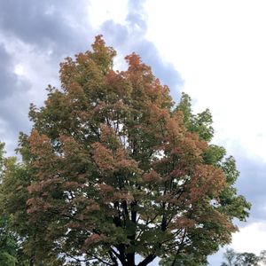 NEGLEY PARK - Updated June 2025 - 10 Photos - 418 Cumberland Rd ...