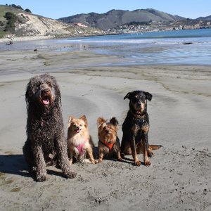 SPRING GREEN PUPS - Updated June 2025 - S10405A Little Bear Rd, Spring ...