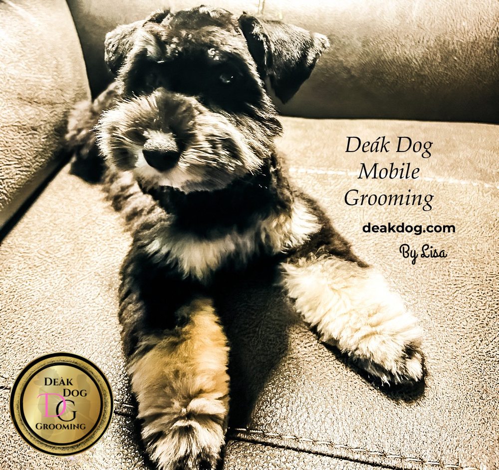 DEAK DOG GROOMING - Updated December 2025 - 12 Photos - 2949 Florida ...