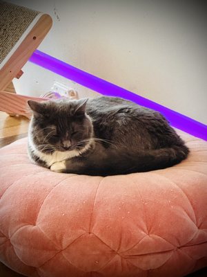 ESPURRESSO CAT CAFE - Updated August 2025 - 32 Photos - 1014 ...