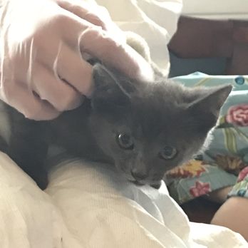 RISPCA - Updated December 2025 - 61 Photos & 33 Reviews - 155 Plan Way, Warwick, Rhode Island ...