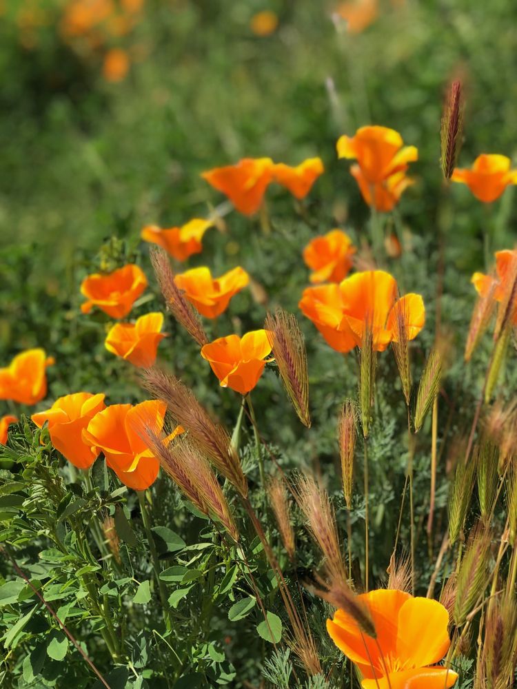 CITY OF SHANDON - Shandon, California - Local Flavor - Yelp