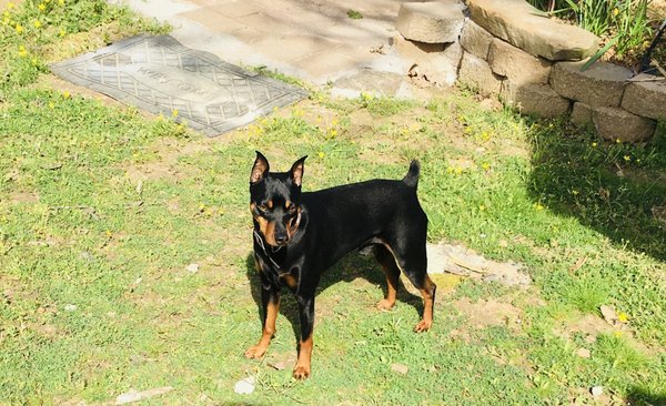 YOLO DOG GO! PET CARE - Updated April 2025 - 17 Photos - Plumas Lake ...