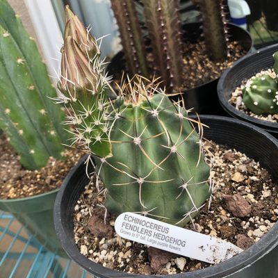 PLANTS OF THE SOUTHWEST - Updated May 2024 - 23 Photos & 23 Reviews ...