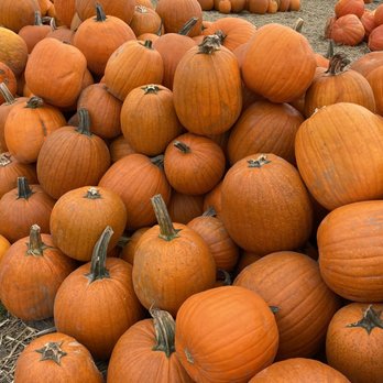 PICHA FARMS - Updated June 2025 - 68 Photos & 36 Reviews - 6502 52nd St ...