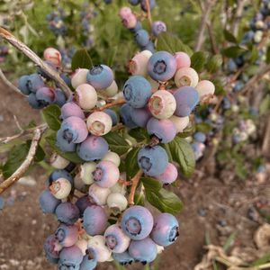 WINDY HILL ORCHARD - Updated November 2025 - 53 Photos & 14 Reviews ...