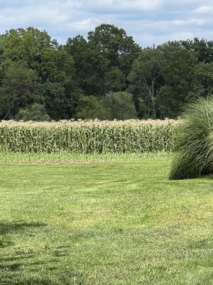 TREAT FARM - Updated August 2025 - 14 Photos - 361 Old Tavern Rd ...