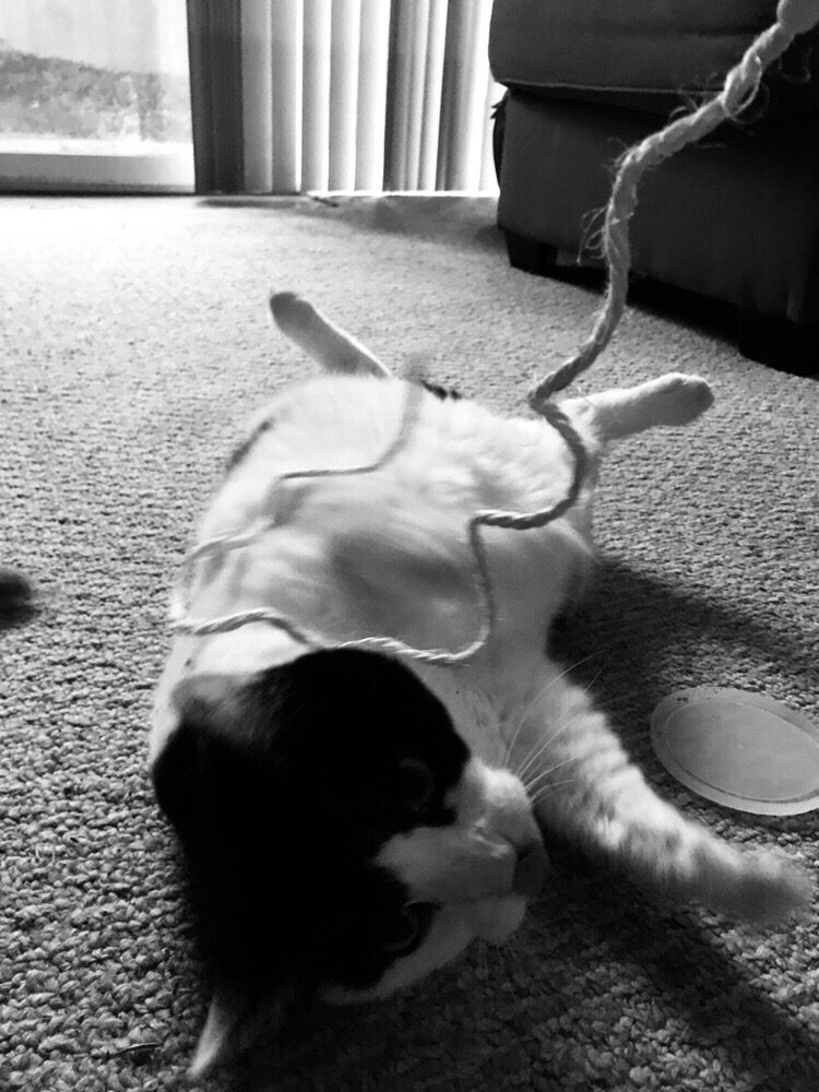 PAT A PET - Updated August 2025 - 18 Photos & 16 Reviews - Oakland ...