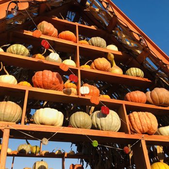 CAL POLY POMONA PUMPKIN FESTIVAL - Updated October 2025 - 649 Photos ...