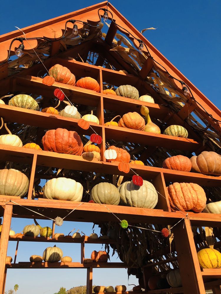 CAL POLY POMONA PUMPKIN FESTIVAL - Updated October 2024 - 571 Photos ...