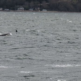 PUGET SOUND EXPRESS - Updated June 2025 - 191 Photos & 83 Reviews - 459 ...