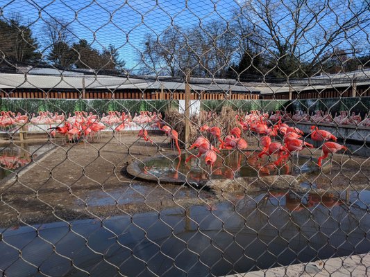 Stone Zoo - 123 Photos & 150 Reviews - Zoos - 149 Pond St, Stoneham, MA ...