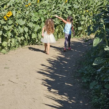 HANA FIELD BY TANAKA FARMS - Updated May 2024 - 288 Photos & 128 ...