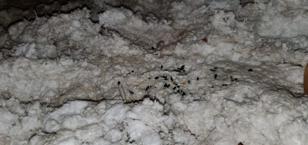 ASAP RODENT SOLUTIONS - Updated October 2025 - 154 Photos & 149 Reviews ...