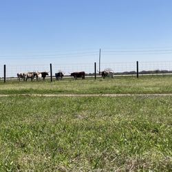 GEORGE RANCH HISTORICAL PARK - 94 Photos & 40 Reviews - 10215 Fm 762 ...