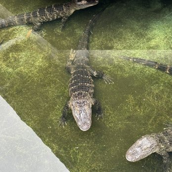 ALLIGATOR ADVENTURE - 606 Photos & 207 Reviews - 4604 Hwy 17 S, North ...