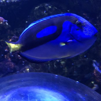 SEA LIFE ARIZONA AQUARIUM - Updated May 2024 - 572 Photos & 334 Reviews ...