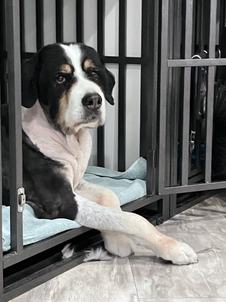 HIGH TAILS GROOMING - Updated August 2025 - 22 Photos - 814 Taylor Ave ...