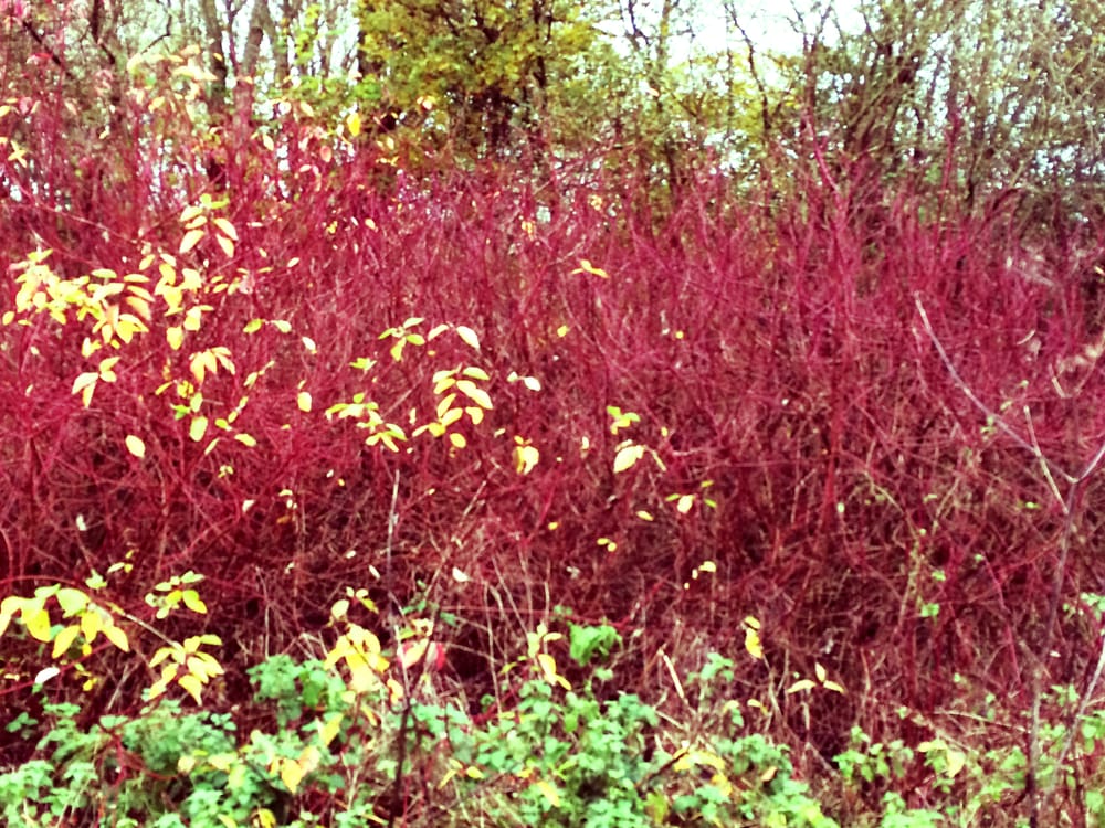 WOODGATE VALLEY COUNTRY PARK - Updated May 2024 - Yelp