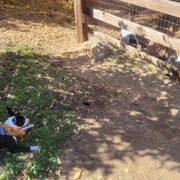 RILEY’S FARM - 734 Photos & 341 Reviews - 12261 S Oak Glen Rd, Oak Glen ...