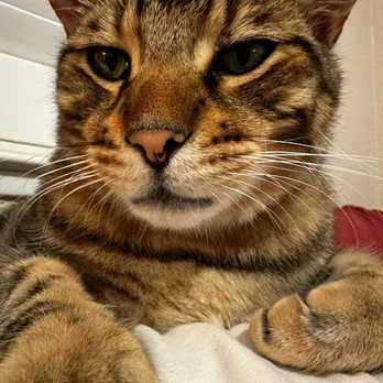 LINCOLN PET CLINIC - Updated January 2026 - 20 Reviews - 870 East Ave ...