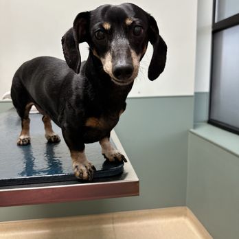 CLOCKTOWER ANIMAL HOSPITAL - Updated August 2025 - 46 Photos & 234 ...