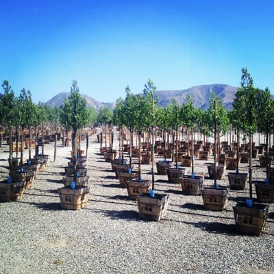 BRIGHTVIEW TREE COMPANY - Updated August 2025 - 3200 W Telegraph Rd ...